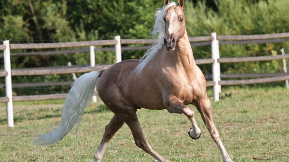 اعجاب‌انگیزترین نژاد‌های اسب